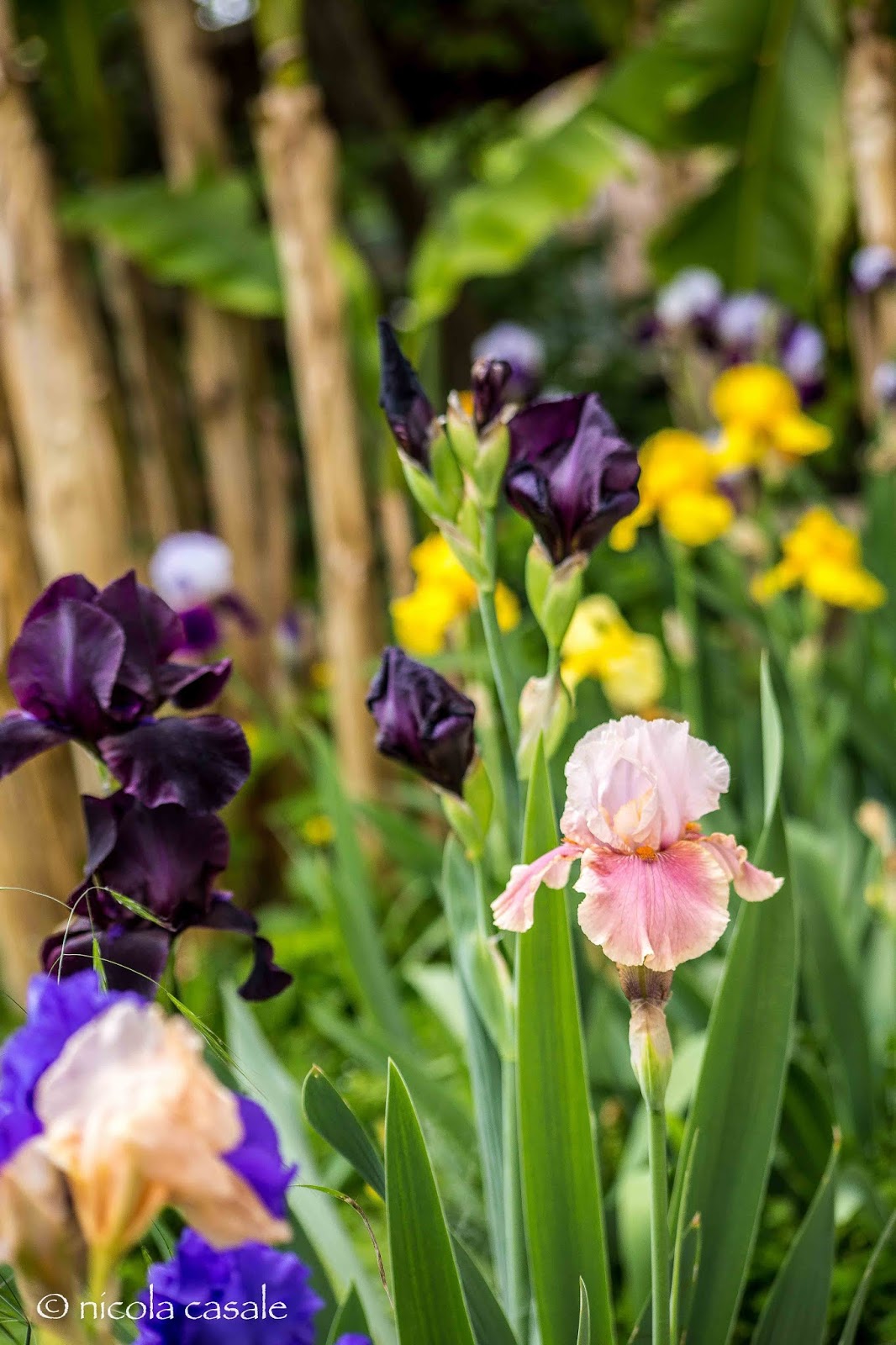 L'orto dei colori: Le Iris di oggi