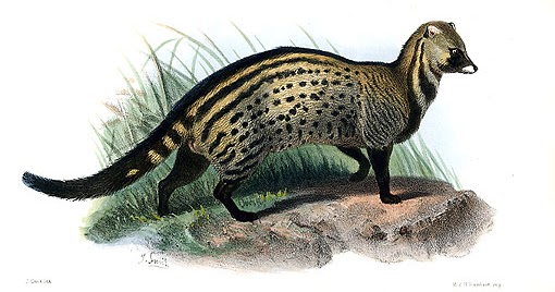 Los Vivérridos. ¿Qué son? ¿qué no son?