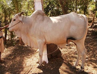 Dasar dasar ternak: Tentang sapi ongole