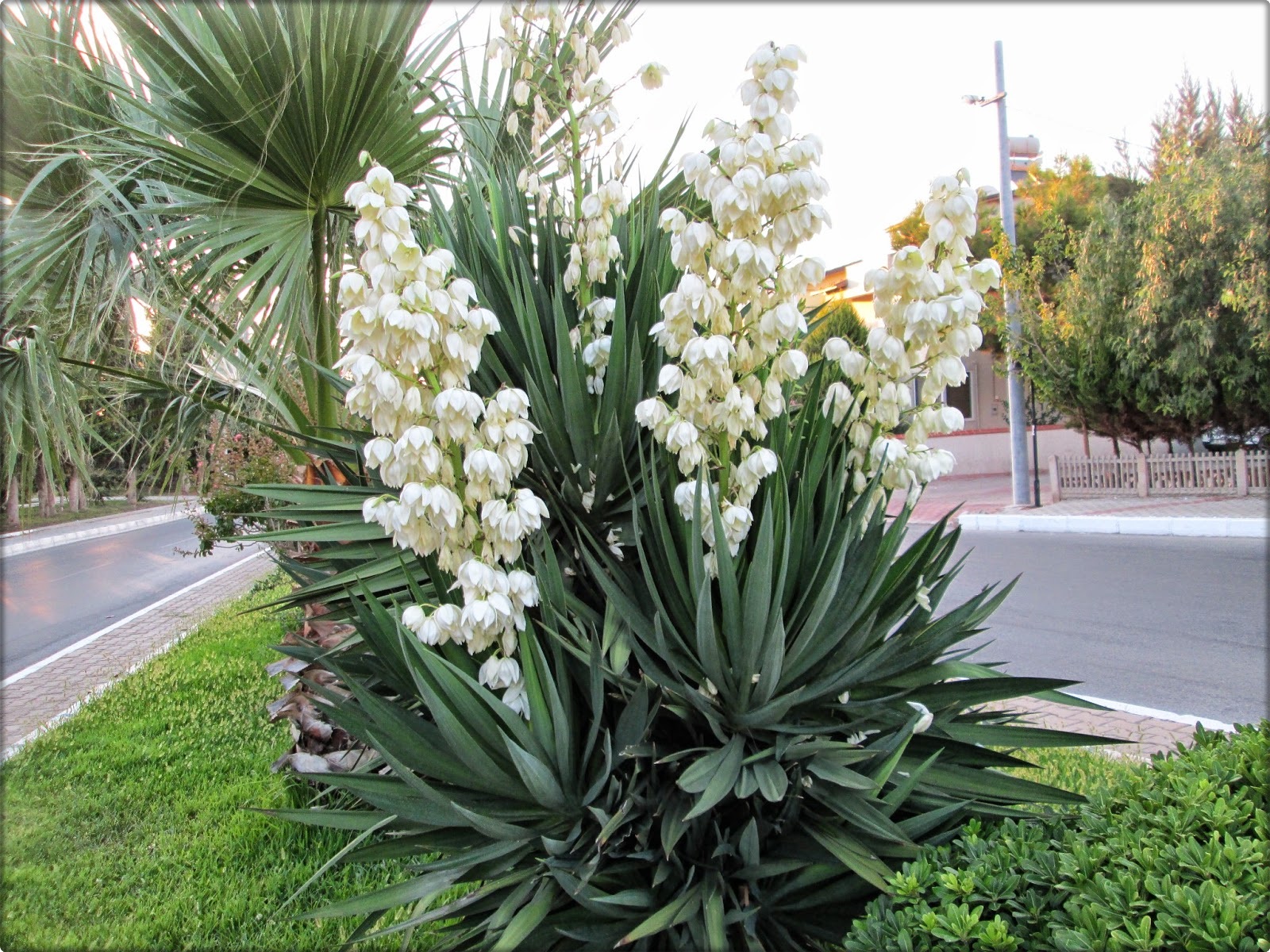 Yucca gloriosa – Spanish Dagger