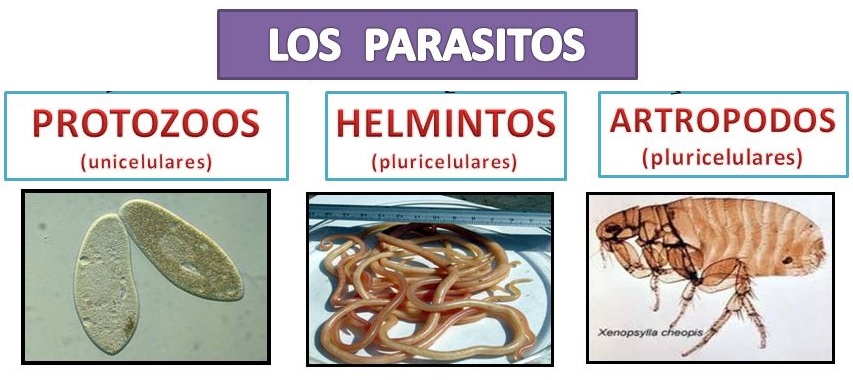 ENFERMEDADES PRODUCIDAS POR PARÁSITOS Y PROTOZOOS