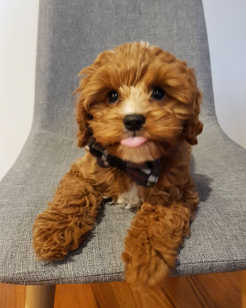 7 Best Cavapoo Puppies Ohio