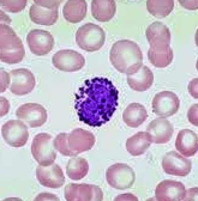 Fichero Hematología : Células Normales