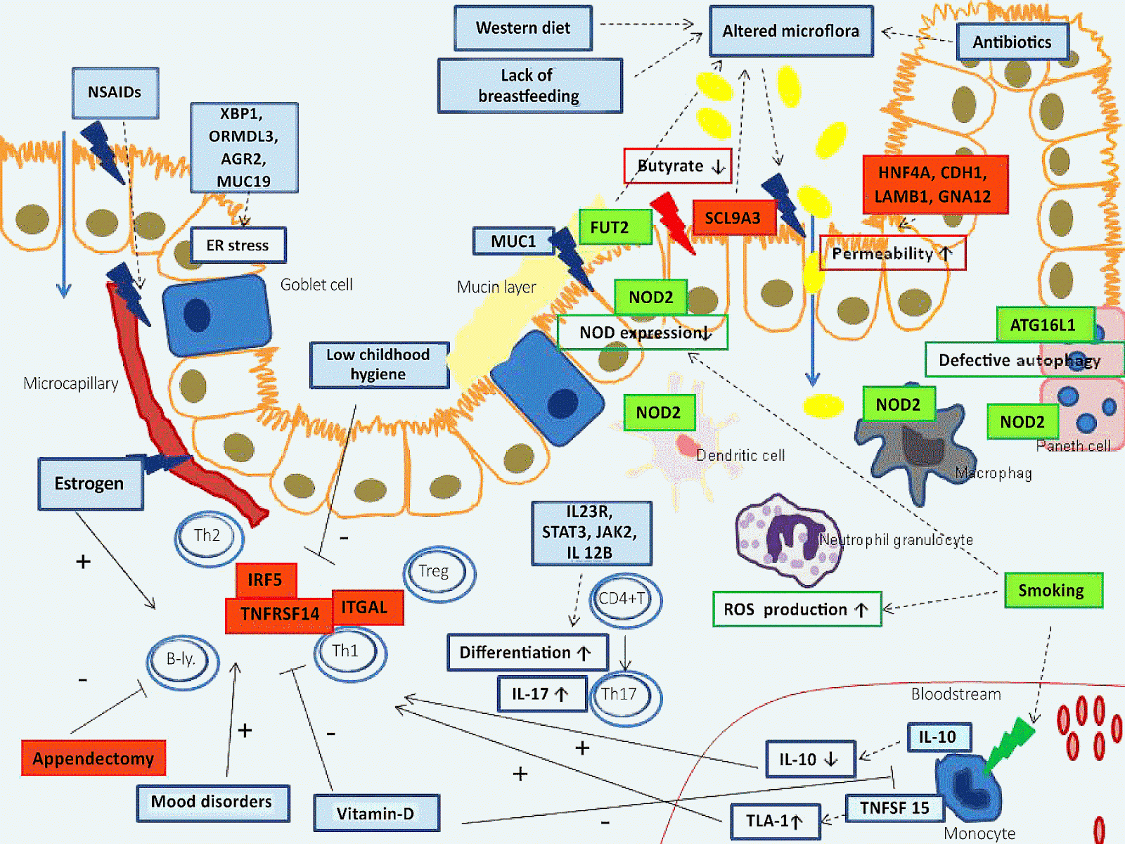 Pathophysiology Of Ulcerative Colitis - Ulcer Choices