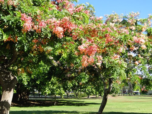 Inspiring Nature Photography By Carol Reynolds: Hodge Podge Of Flowers ...