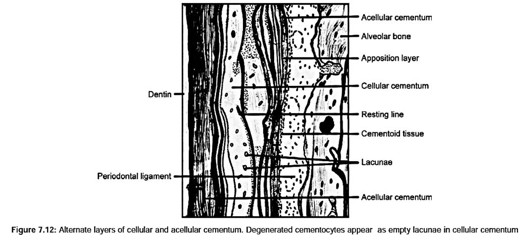 cementum structure (2) l Oral histology & biology MCQs for dental ...