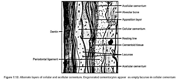 cementum structure (2) l Oral histology & biology MCQs for dental ...