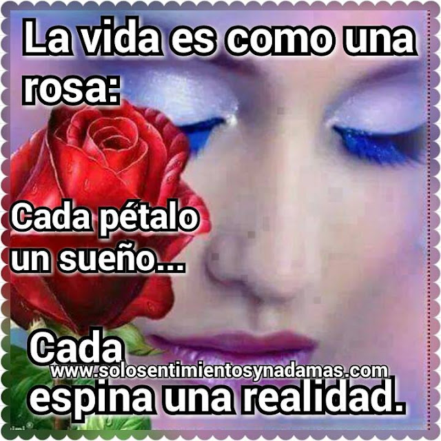 La vida es como una rosa - Solo sentimientos y nada mas