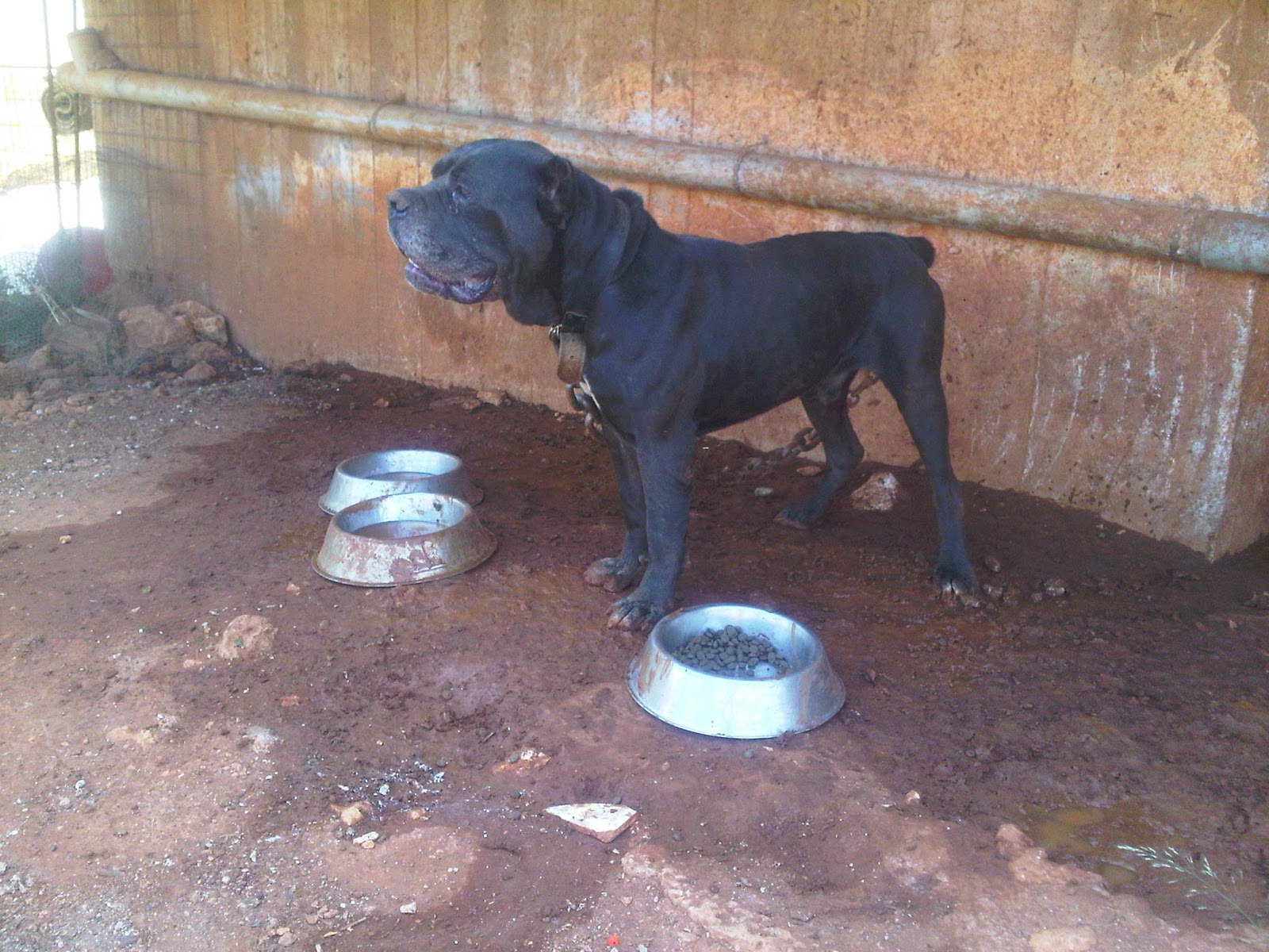 BANDOGFARM REGENCY MASTIFF FROM GREECE: BANDOG FROM BANDOGFARM