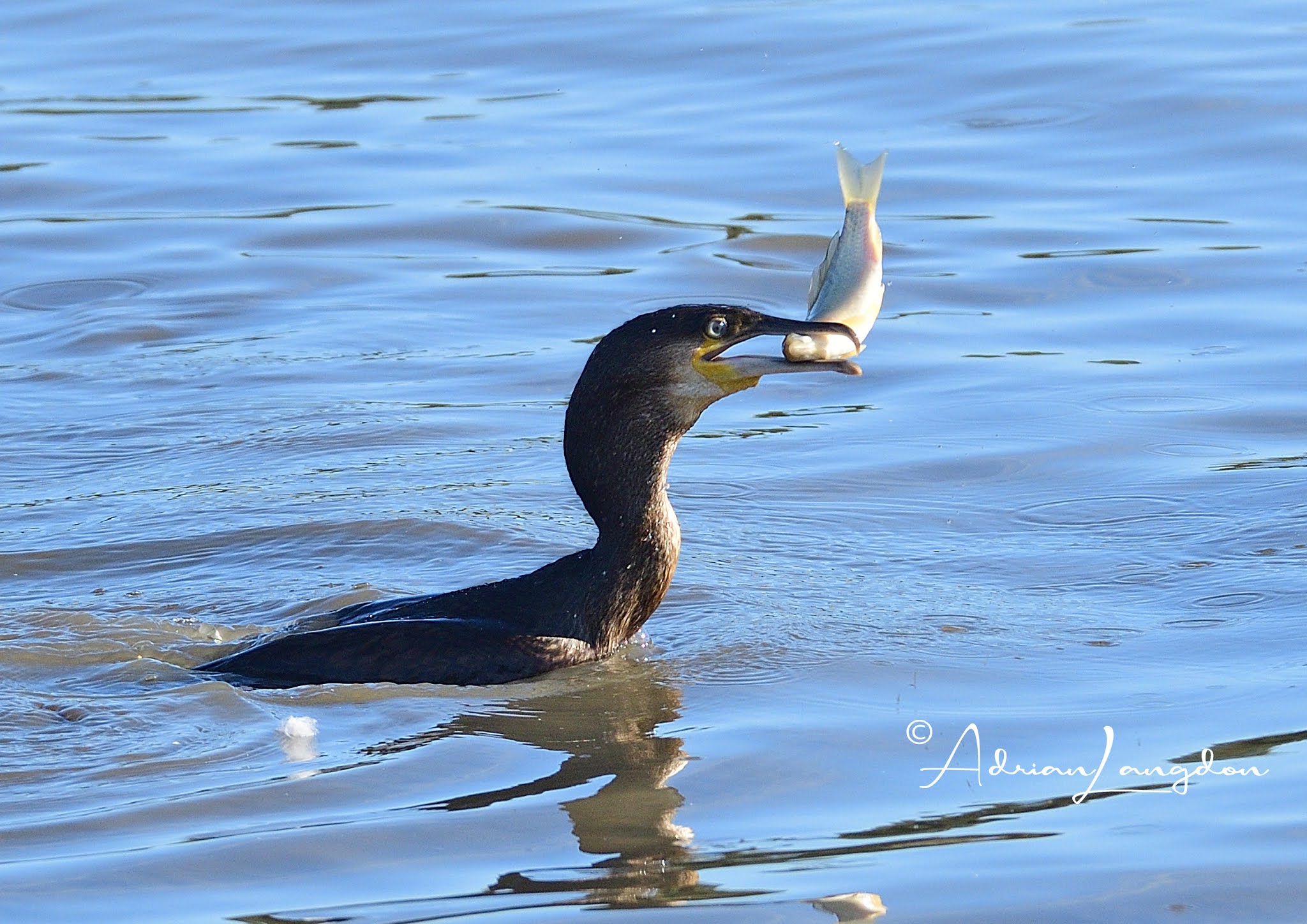 images-naturally!: A Cormorant fishing in the pools at Walmsley