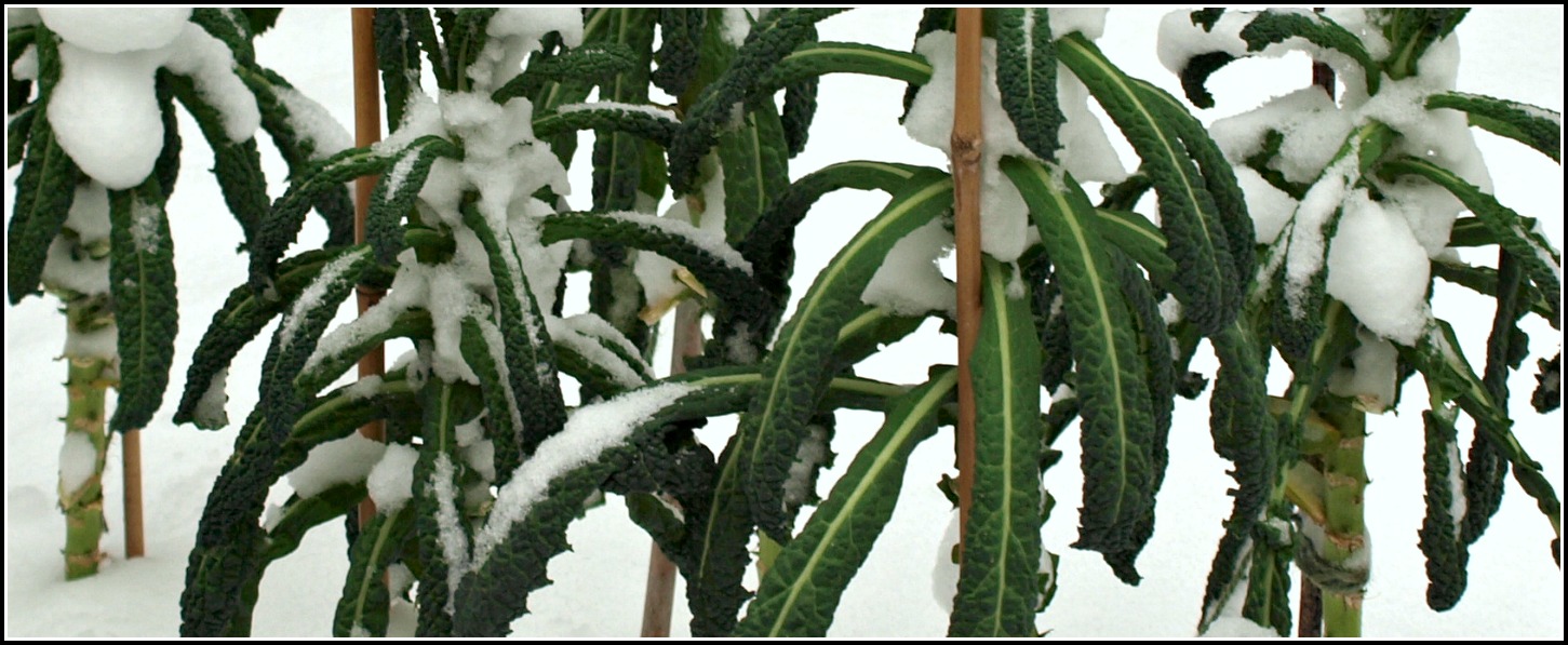 Mark's Veg Plot: How to care for your plants in snowy conditions