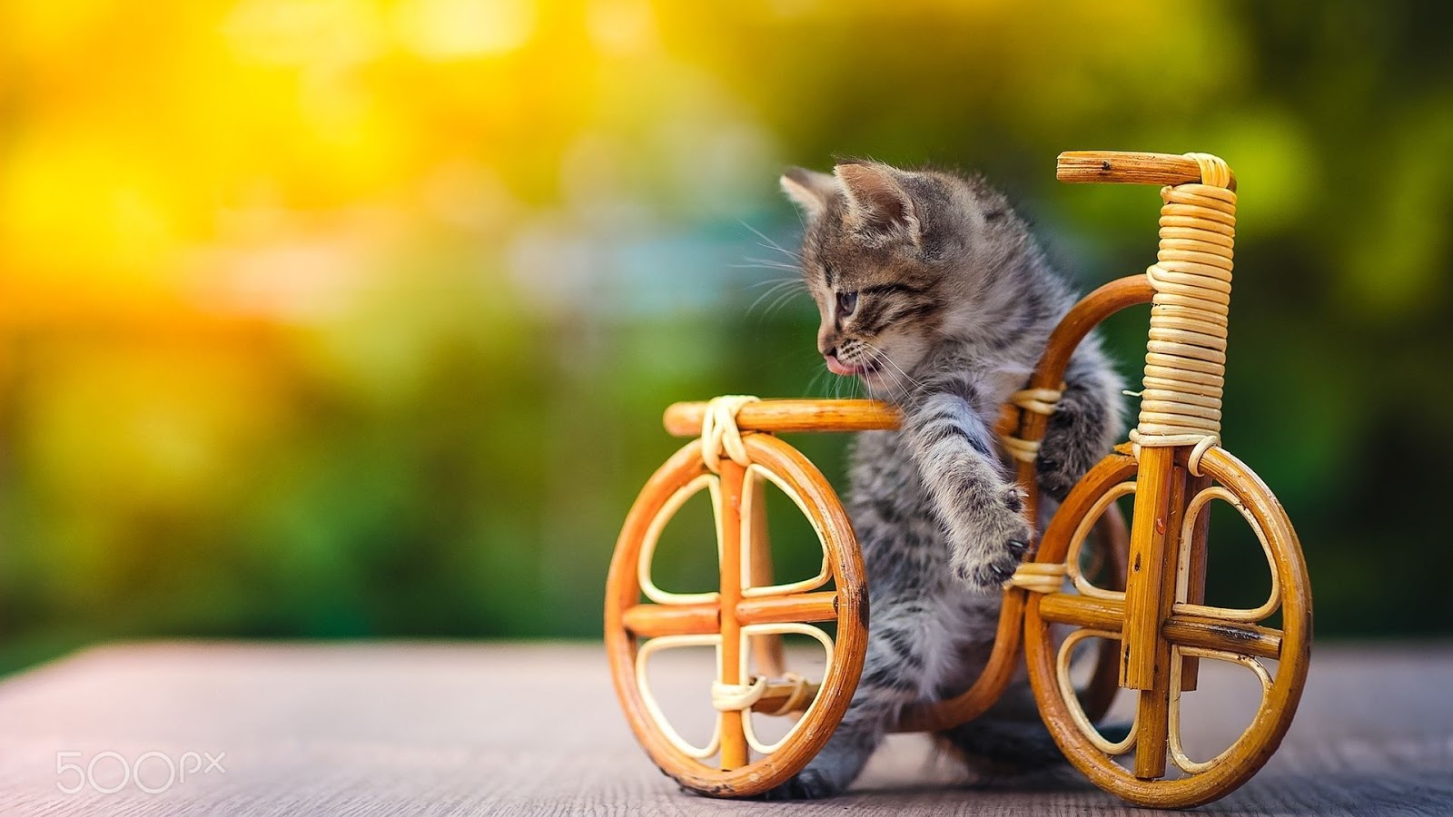 Midlife Cycling: my cats