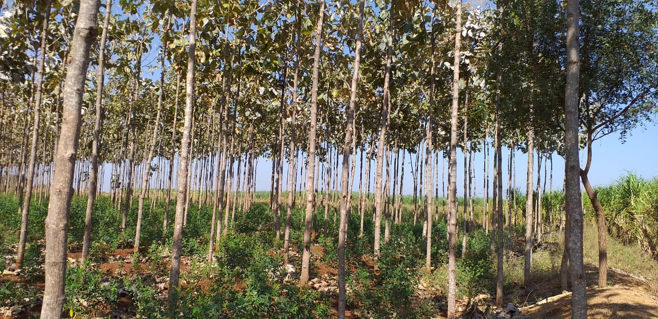 TISSUE CULTURE TEAK PLANTATION SAGWAN FARMING IN MAHARASHTRA UTTAR ...