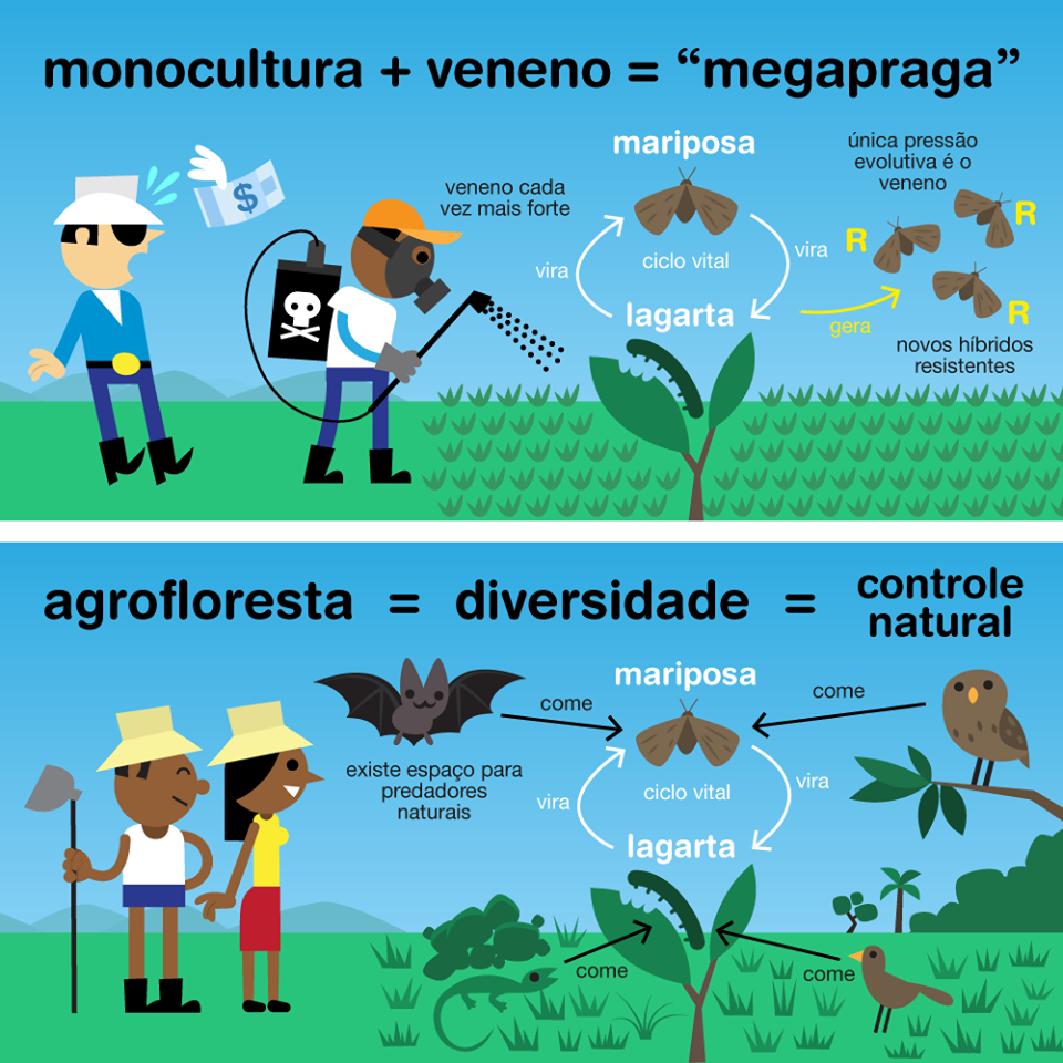 BIBOCA AMBIENTAL : SAIBA O QUE É E COMO FUNCIONA UM SISTEMA AGROFLORESTAL BIBOCA AMBIENTAL : SAIBA O QUE É E COMO FUNCIONA UM SISTEMA AGROFLORESTAL