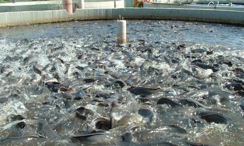 A Good Way to Feed Catfish and Types of Catfish Fish Food