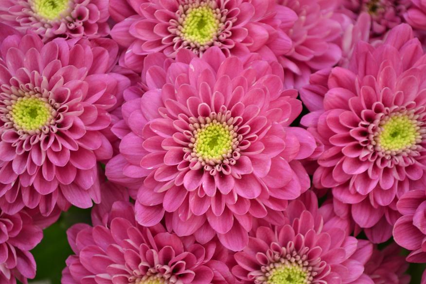 Buchetul miresei: Crizanteme