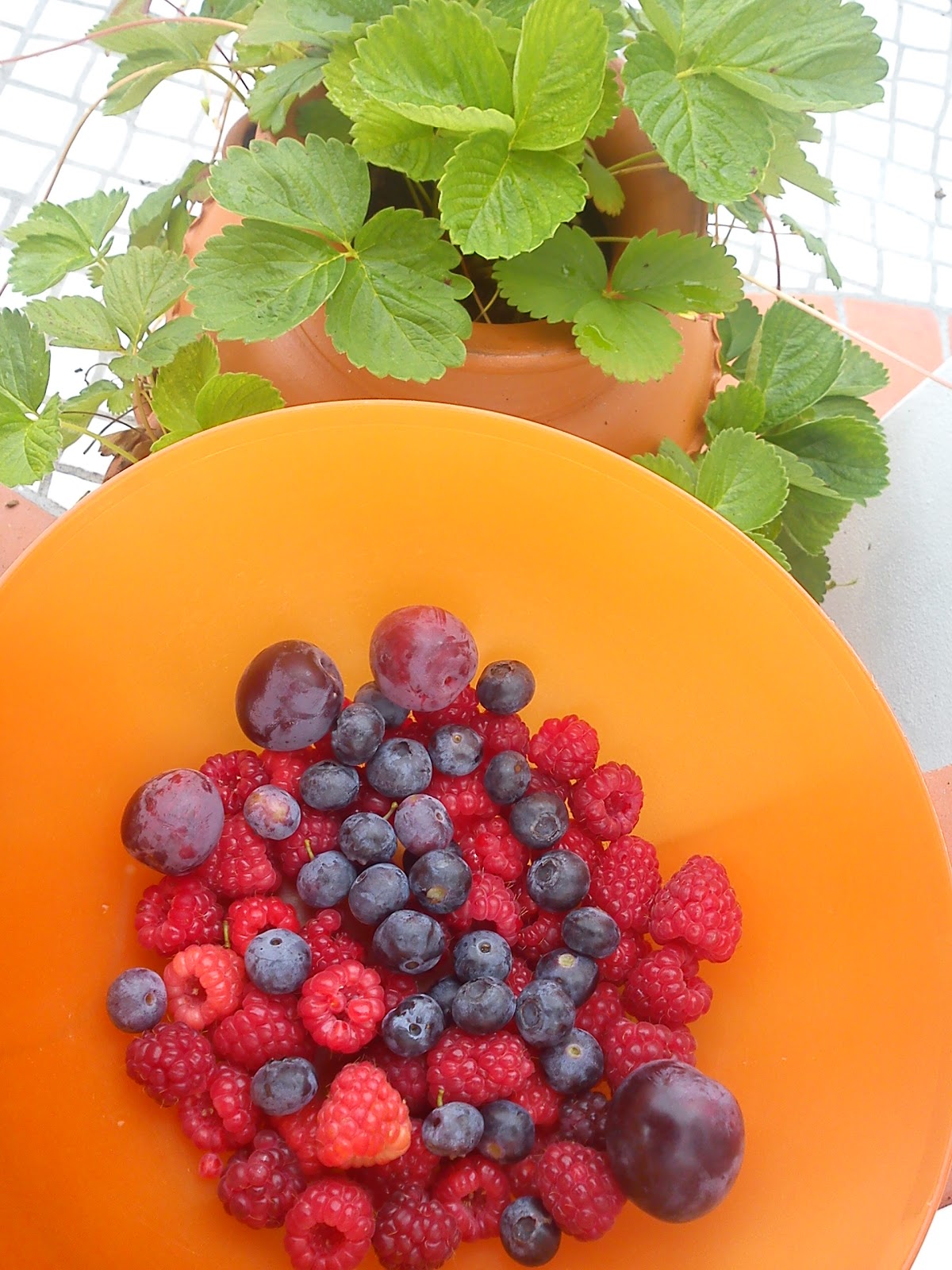 Food and Emotions: O poder dos Frutos Vermelhos