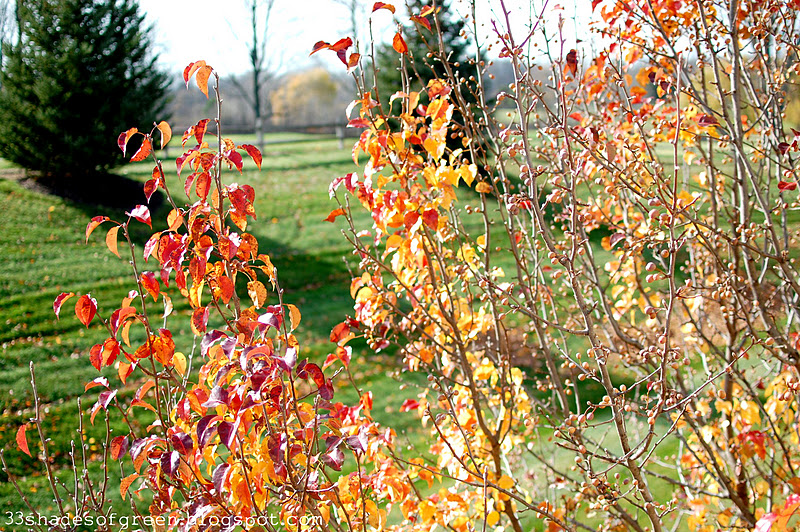 33 Shades of Green: Fall in Photos