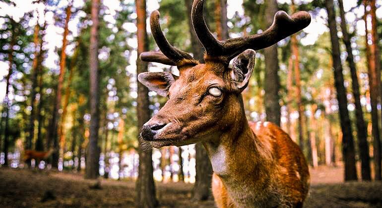 Caquexia Crónica: La enfermedad "zombie" que afecta a los venados | K ...