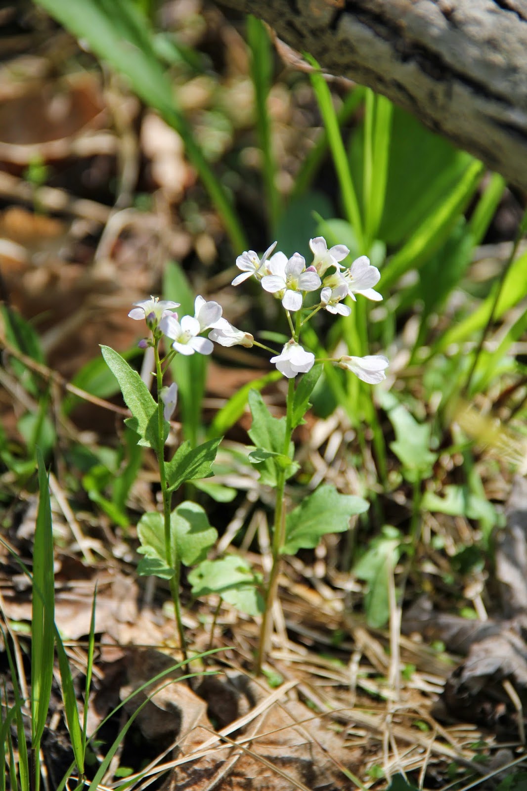Isabella Conservation District Environmental Education Program ...
