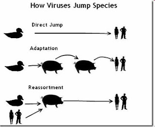 maqis_puteriharbour: Selsema burung (AVIAN INFLUENZA)