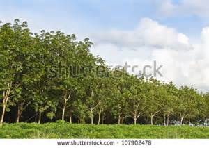 ONUESOKE FOUNDATION: AFFORESTATION AND ITS IMPORTANCE