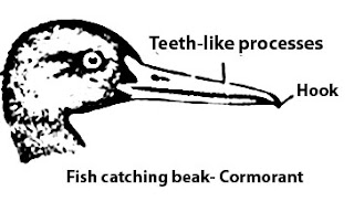 B. Sc. - II Animal Diversity- IV (Old) : TYPES OF BEAKS IN BIRDS ...