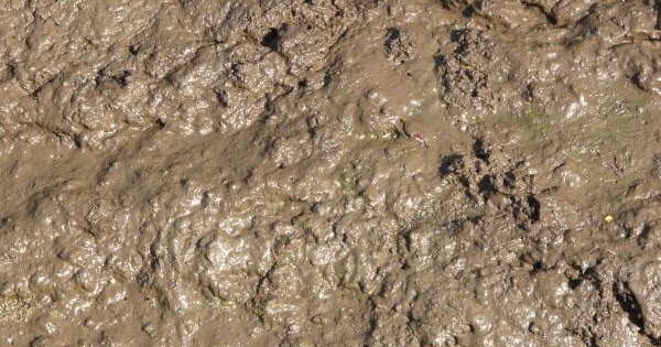 Funny Bone Technician: ALL ABOUT MUD