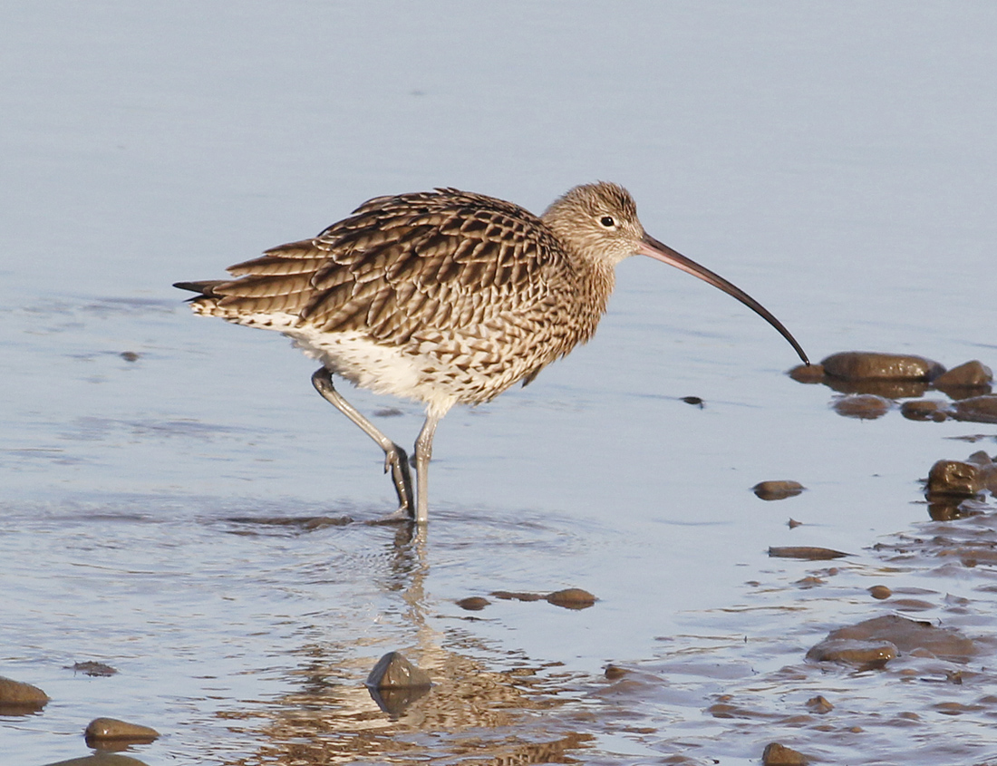 Another Bird Blog: A Curlew Tale