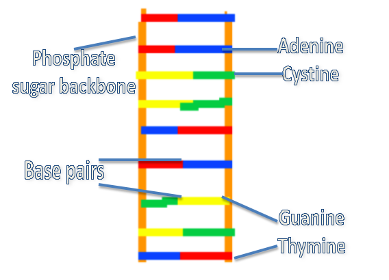 Kelsey's Biology Blog: DNA and Central Dogma