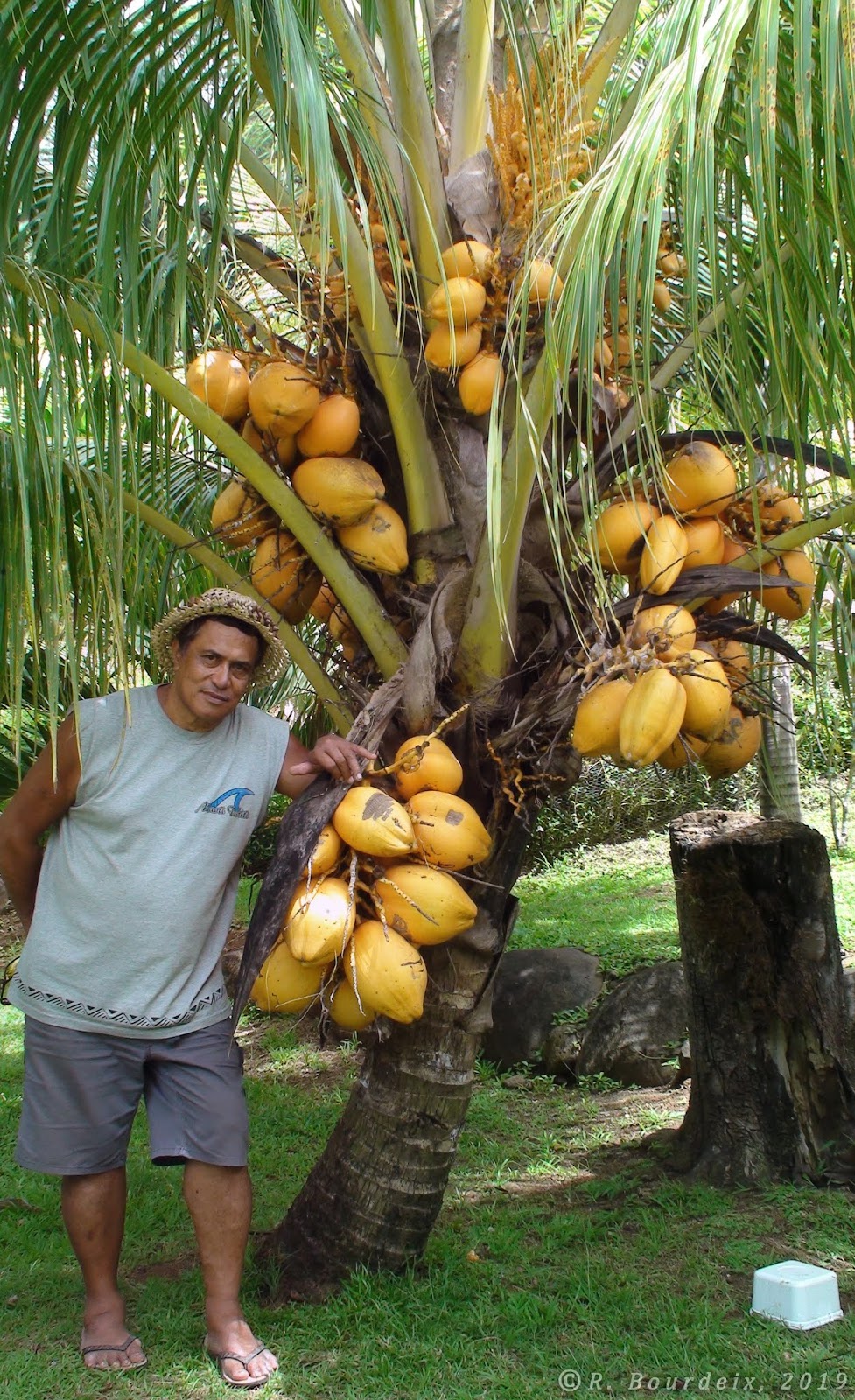 Cocotiers de Polynésie française: 18. Haari Papua Rouge à fruits ovales