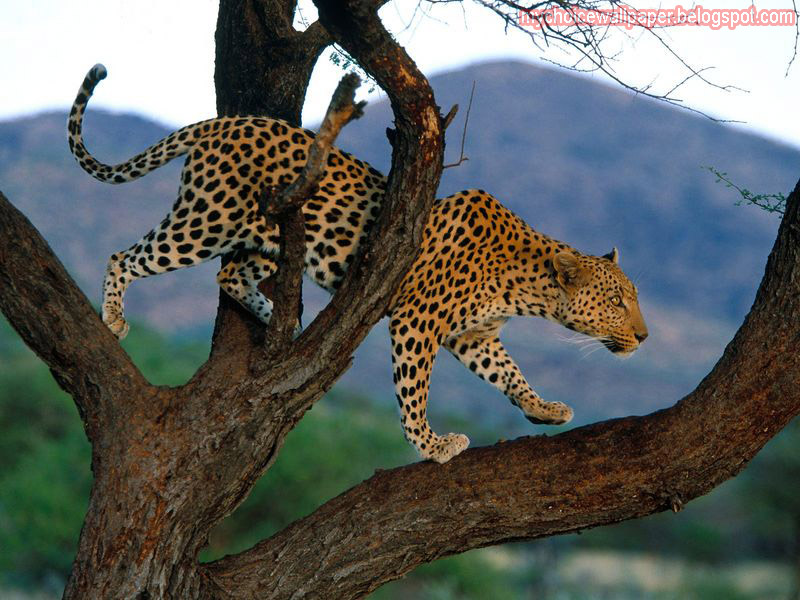 beautiful wallpapers free download: Beautiful Animals Wallpaper