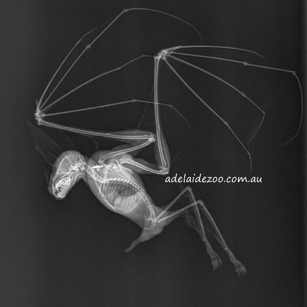 Ghost Bat - Adelaide Zoo
