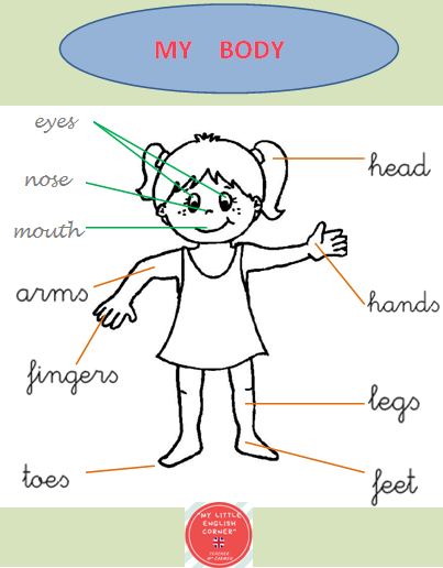 My little English Corner: Ficha: "My body". 1º