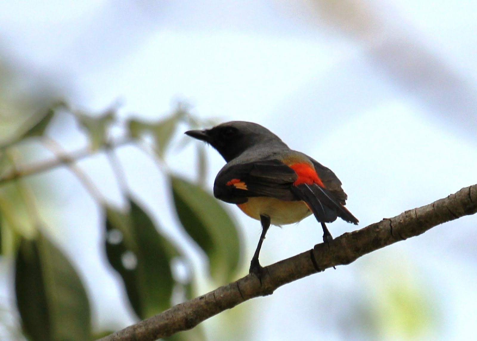 Neil's Daily Bird: 139 : Small Minivet
