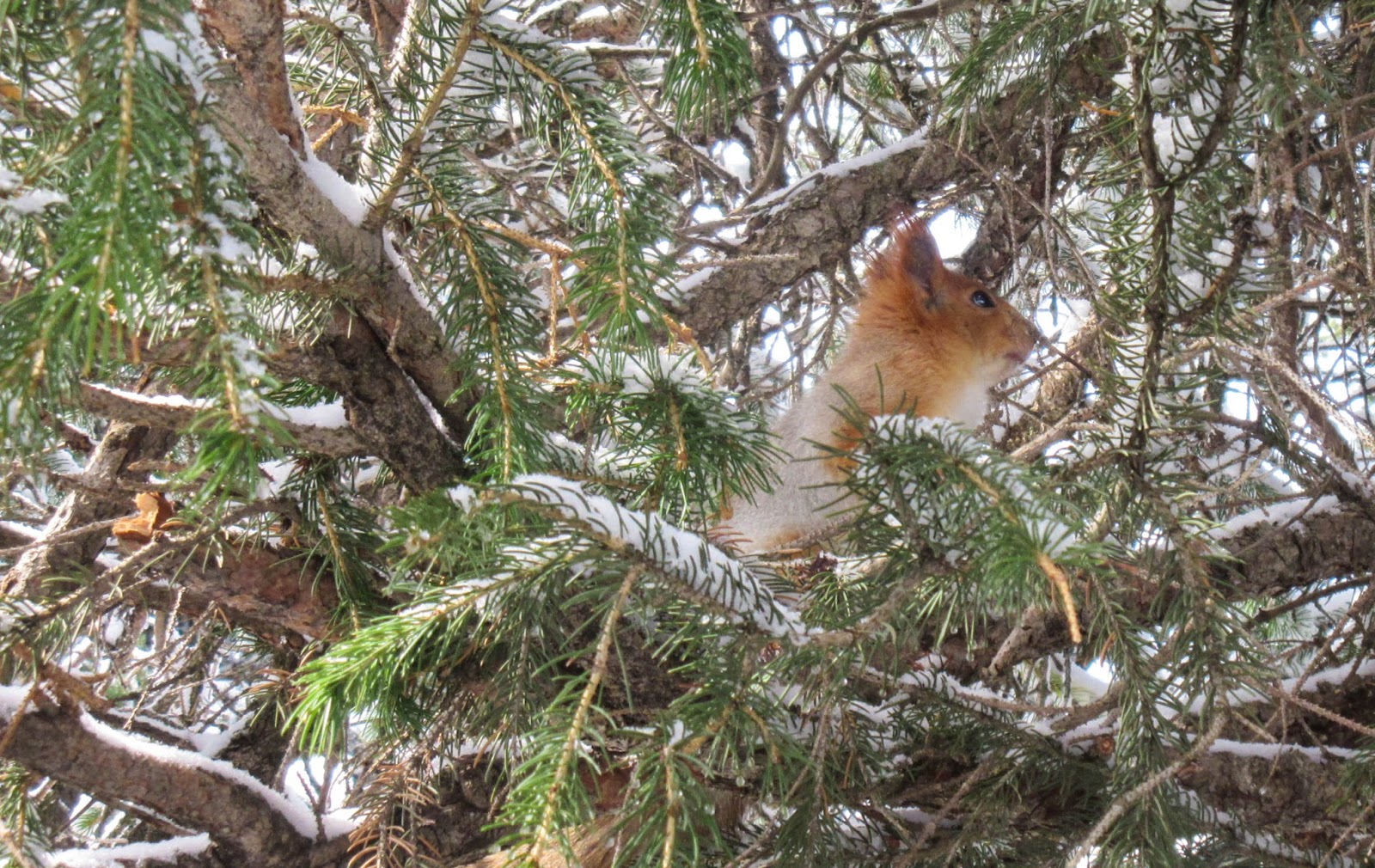 Cannundrums: Eurasian Red Squirrel