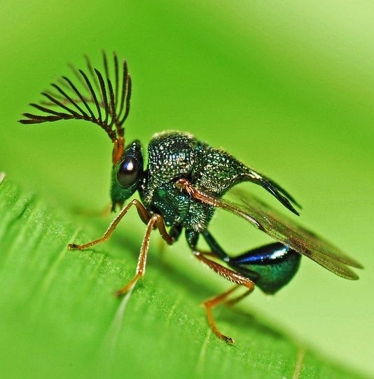 ARBICO Organics: What's This Bug? The Antlered Wasp.