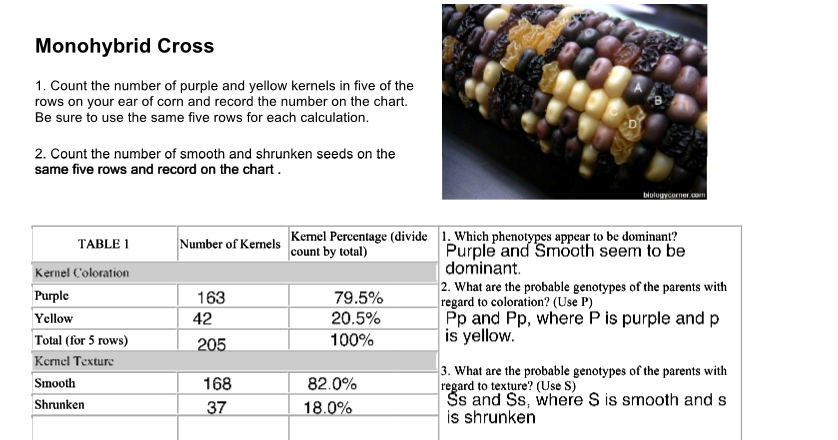 Corn Genetics Lab