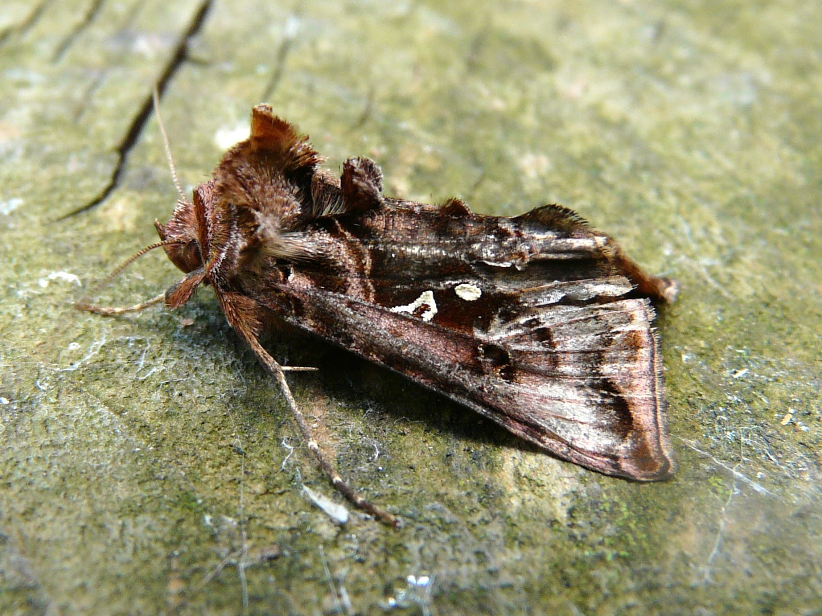 birdingexmouth: Beautiful Golden Y