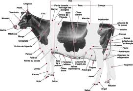 anatomie de lavache laitiere