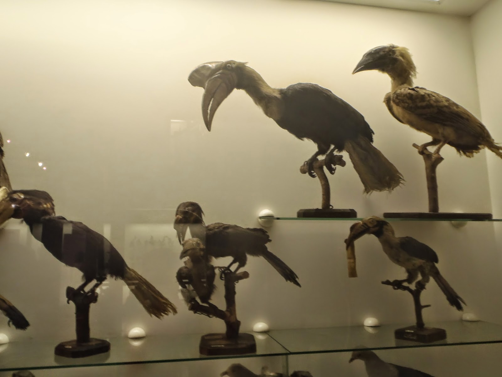 FOOT: UST Museum's Preserved Animals
