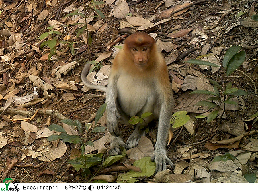 vansaka'blog: Satwa Langka di Ibu Kota Baru Indonesia
