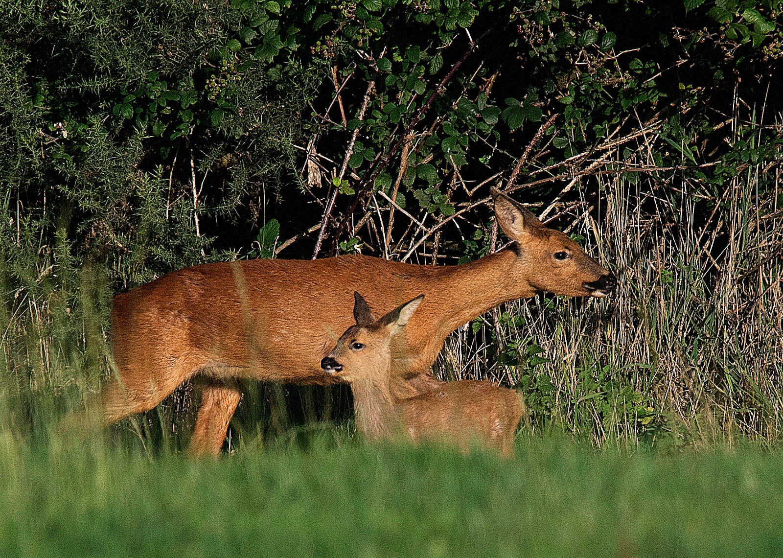 Alan James Photography : Roe Deer Kid revisited
