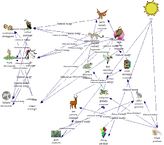 Technology @ Ridgeview: Seventh Grade Science Explores Food Webs with ...