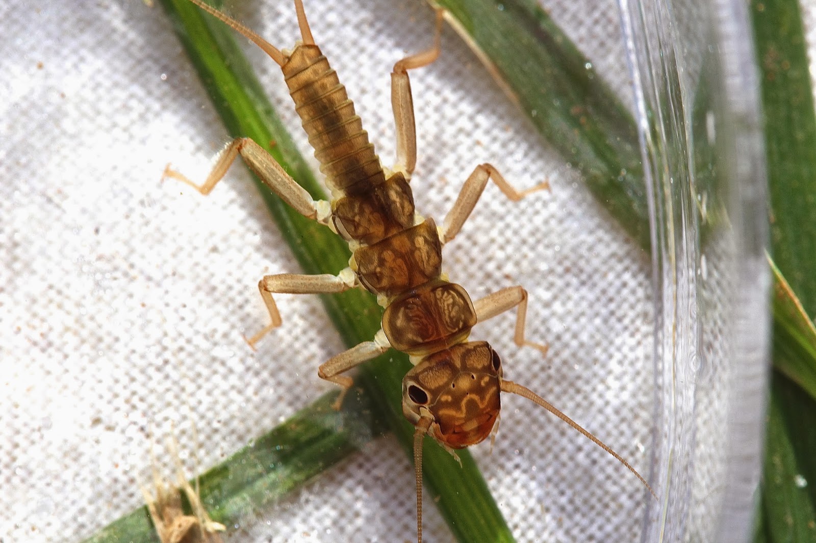 Aquatic Insects of Central Virginia: The "other" small winter stonefly ...