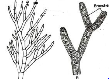 Department of Botany, Girraj Govt. College: Range of Thallus Structure ...