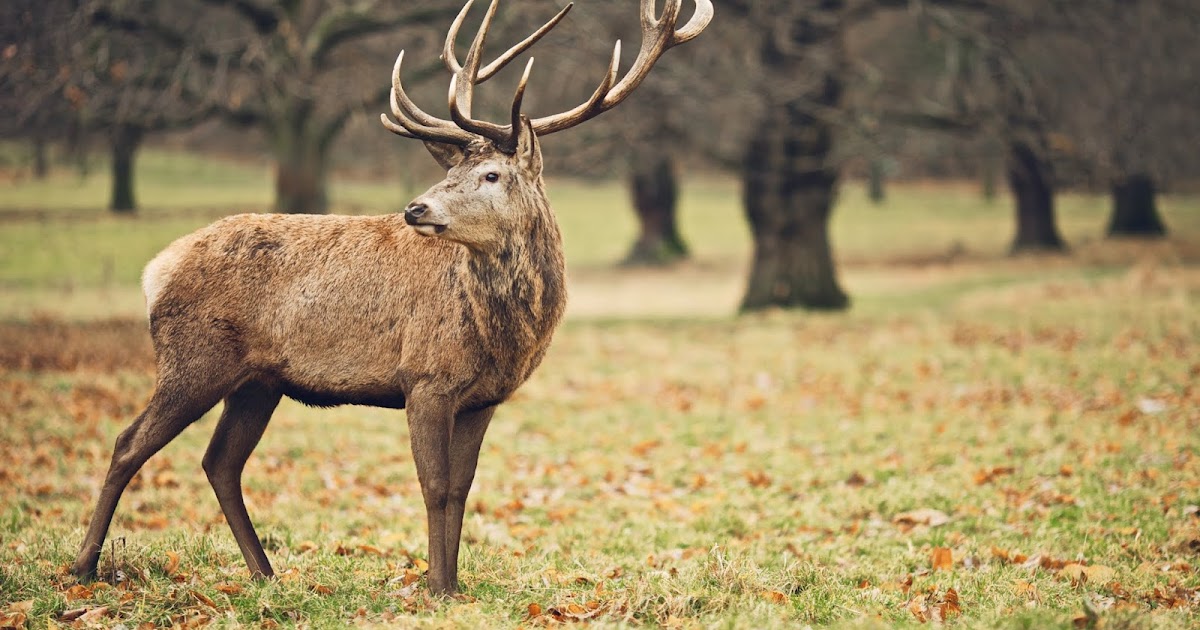 Deer - 34 Interesting facts - FactoPedia Universe