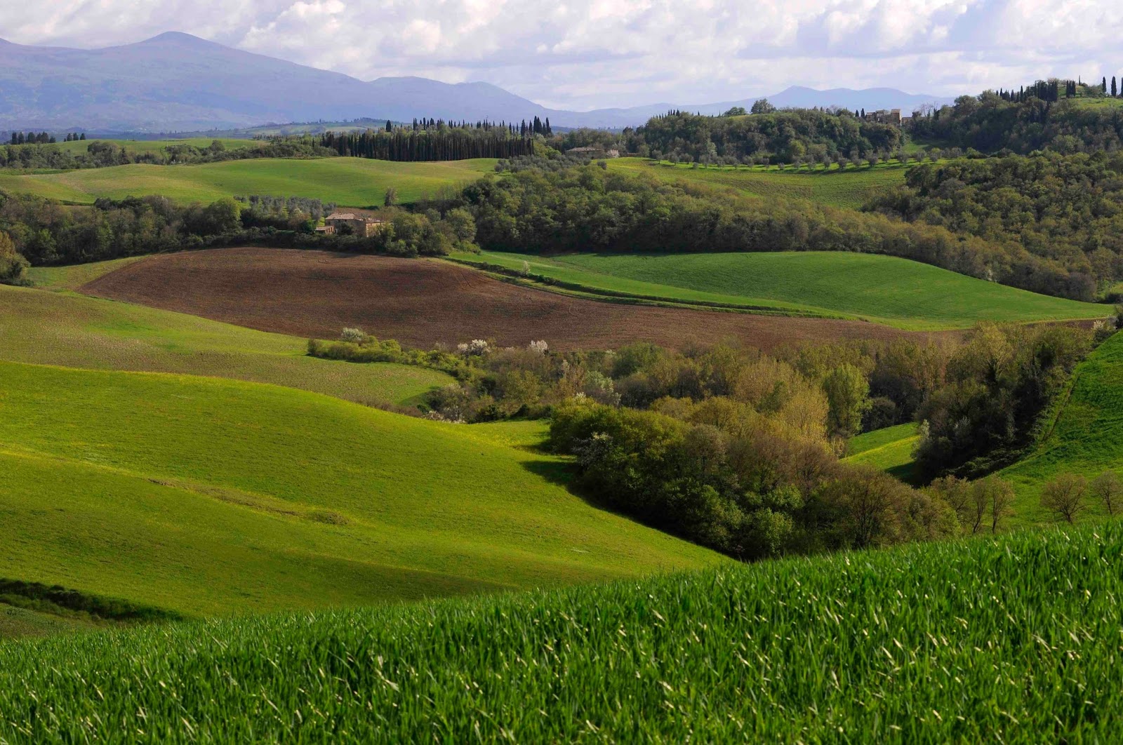 A Vineyard in Tuscany: Tuscan Landscapes