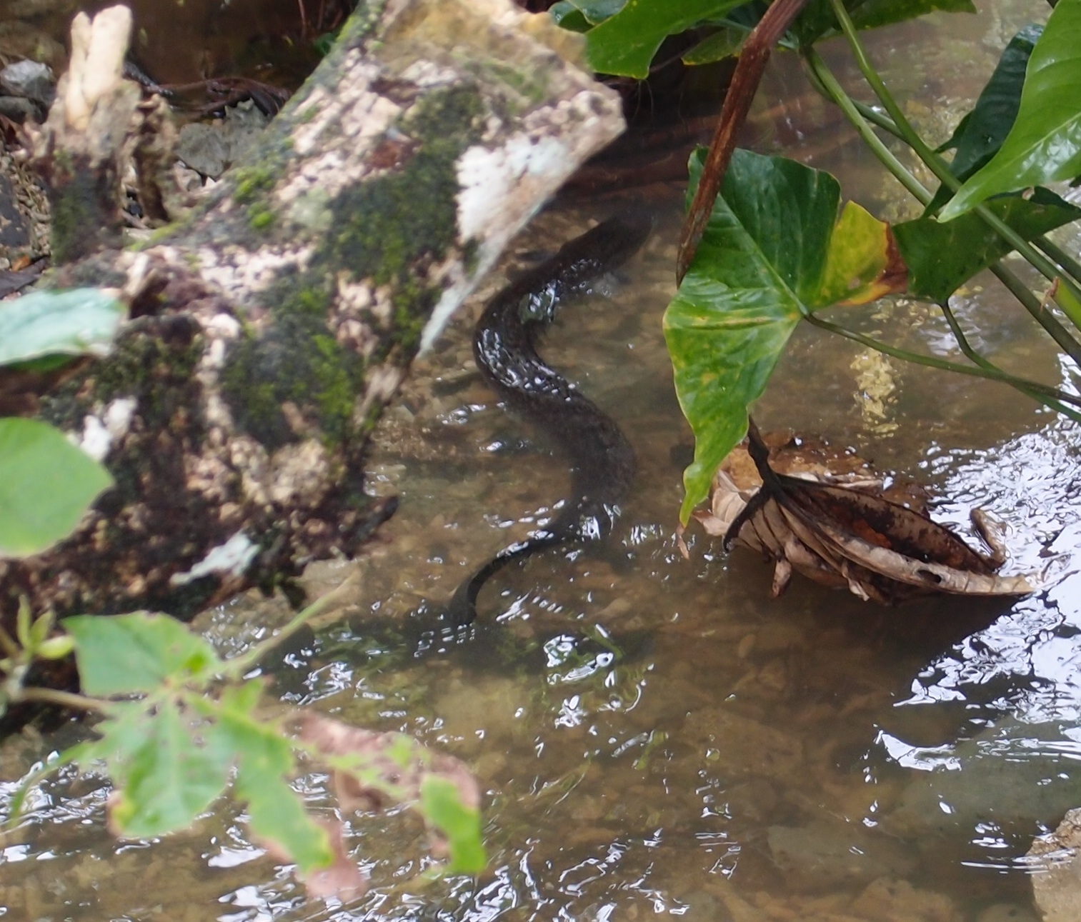 A Merman in Pohnpei: 54: Eels and July 4