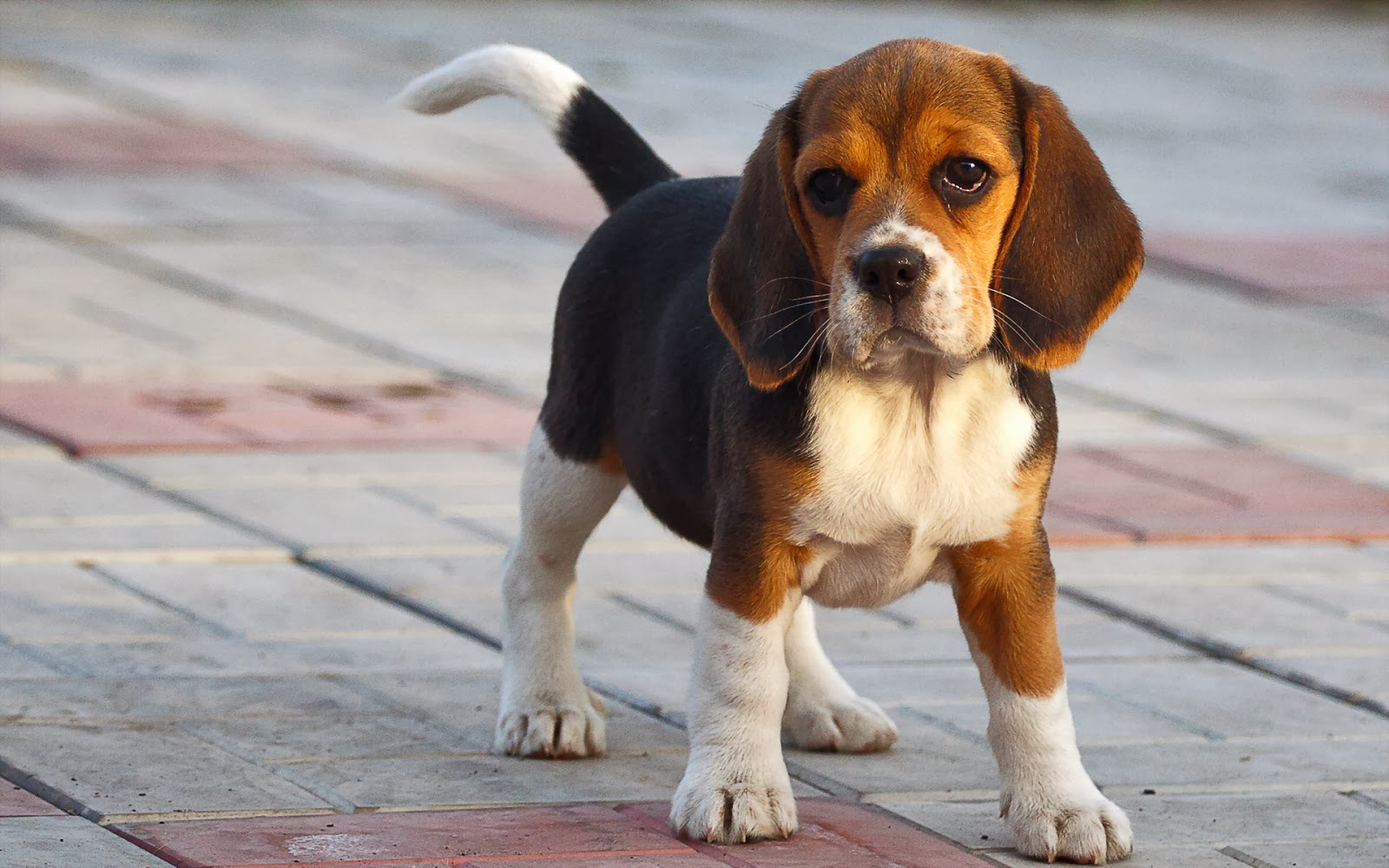 Honden wallpapers (honden foto's) - Achtergronden